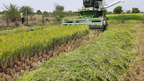 Weaker Monsoon Crops Season in India Indicates Higher Food Prices | CEIC